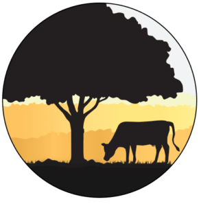 Home - Shady Lane Curtains